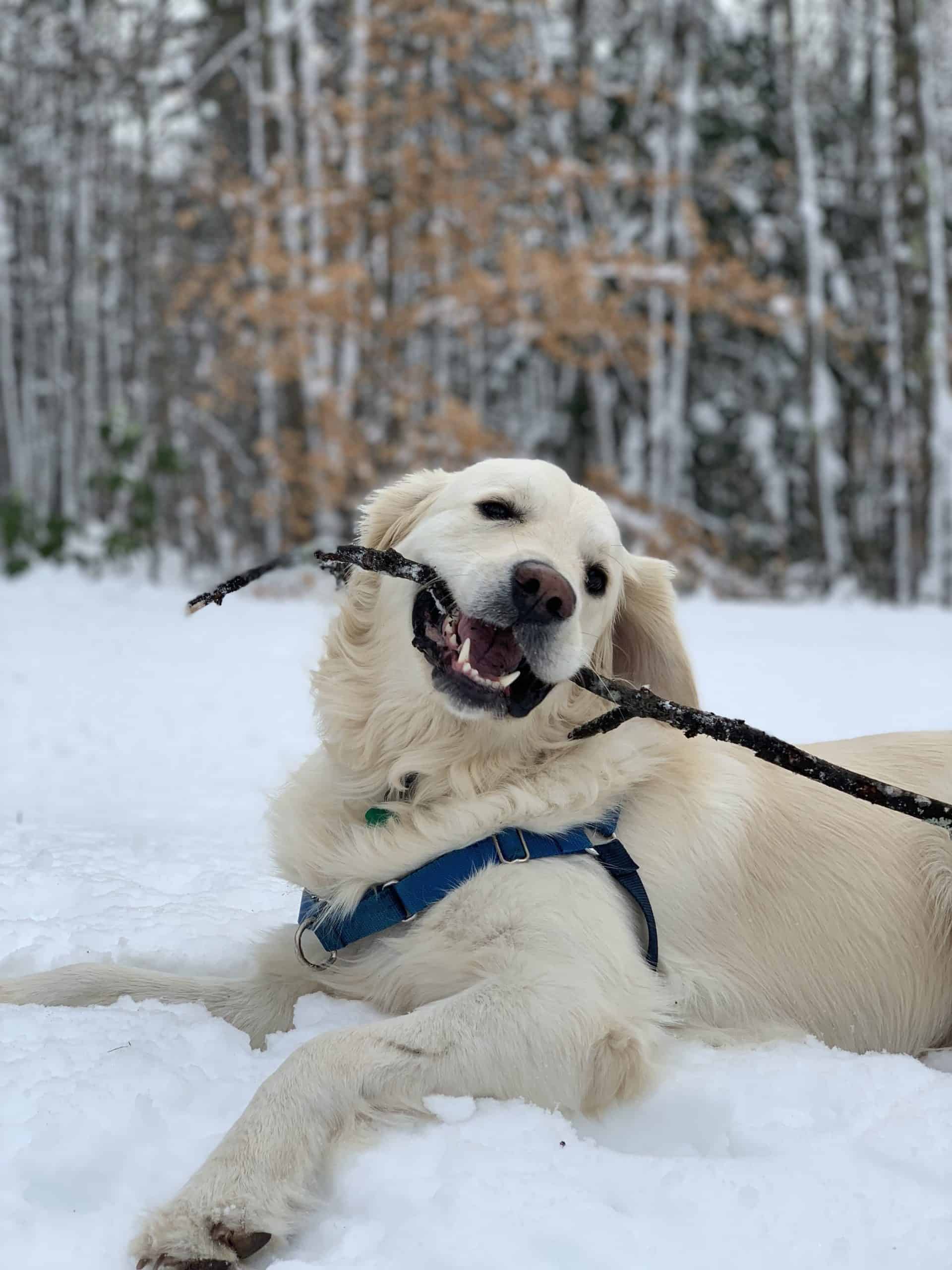 How to Keep Your Dog Warm This Winter - Homeward Bound Dog Walking and ...