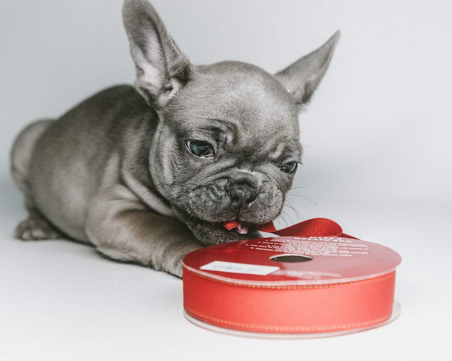 The Importance of Self Control For Your Dog and How to Teach It ...